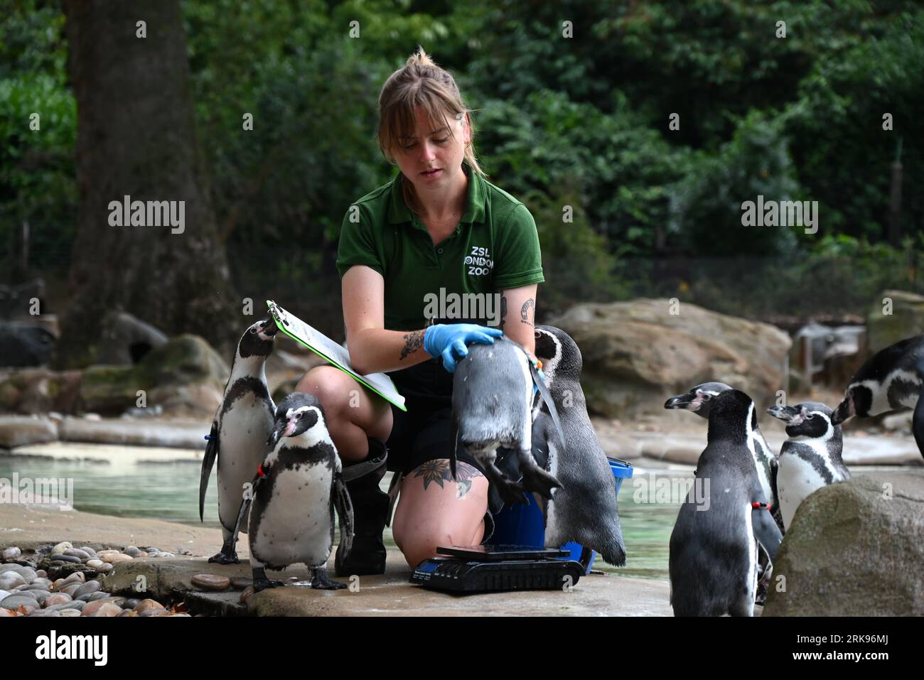 Zookeepers at the conservation zoos spend hours throughout the year ...
