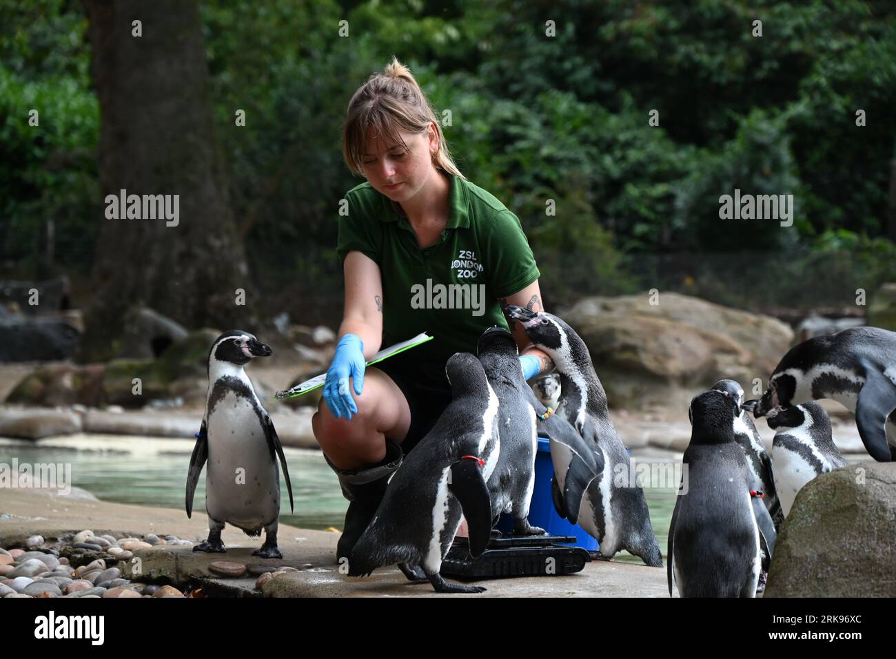 Zookeepers at the conservation zoos spend hours throughout the year ...
