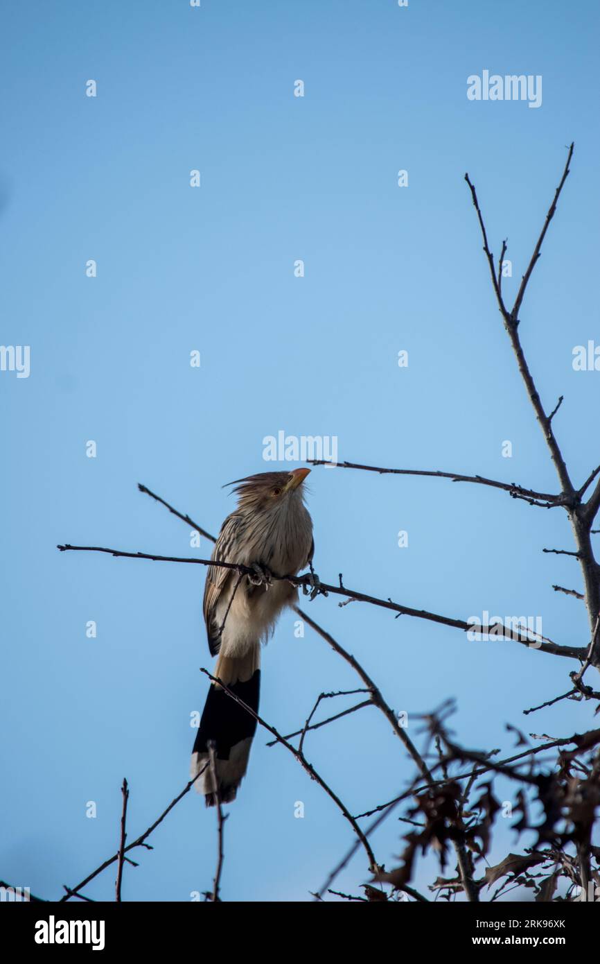 portrait of a Pirincho (Guira guira) in the branches of a tree Stock ...
