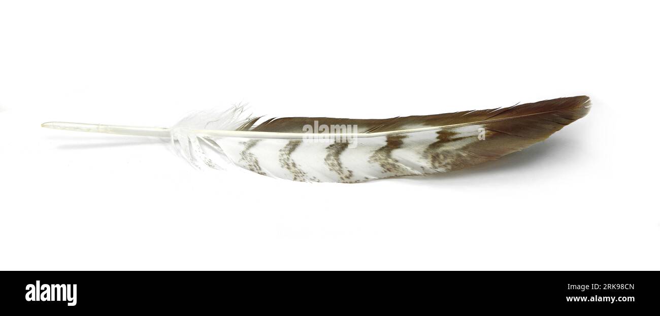 Falcon feather isolated on white background. eagle feather isolated on ...