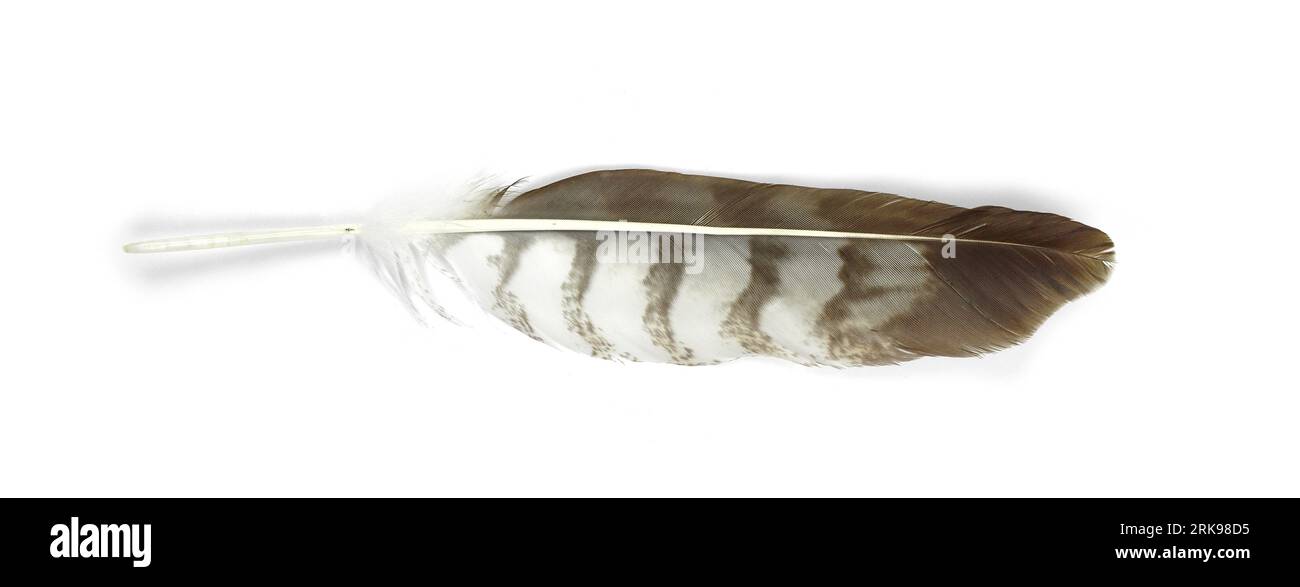 Falcon feather isolated on white background. eagle feather isolated on ...