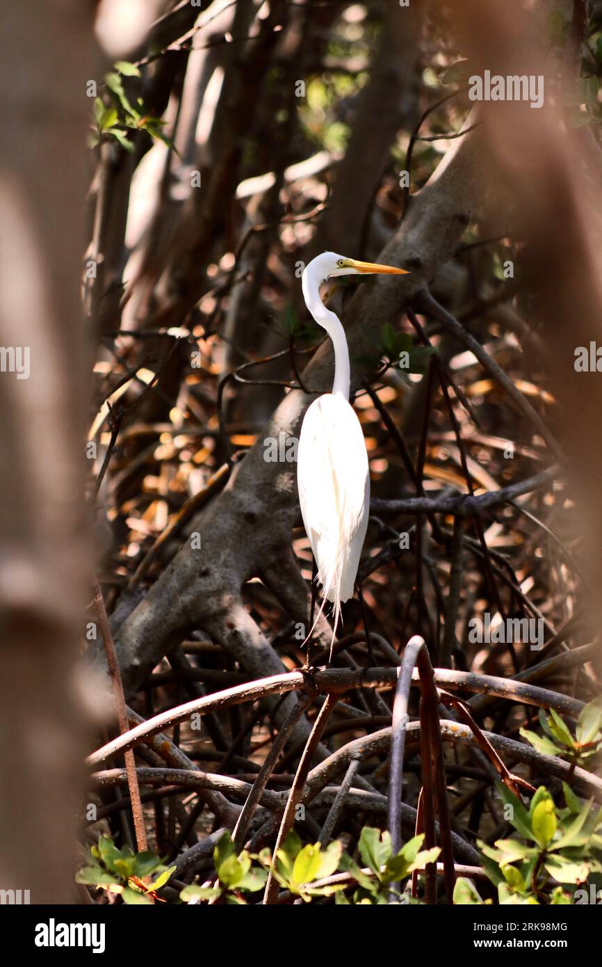 Ardea alba mangrove hi-res stock photography and images - Alamy