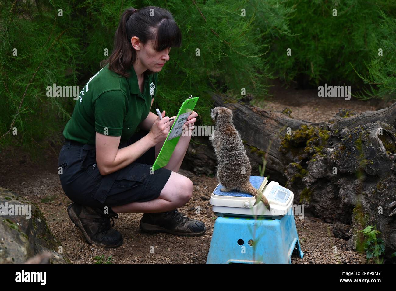 Zookeepers at the conservation zoos spend hours throughout the year ...