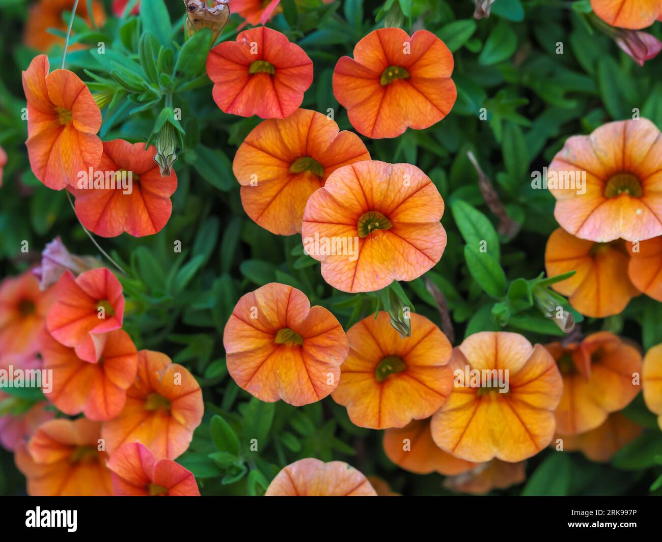 Beautical Cinnamon, a cross between calibrachoe and petunia, rich ...