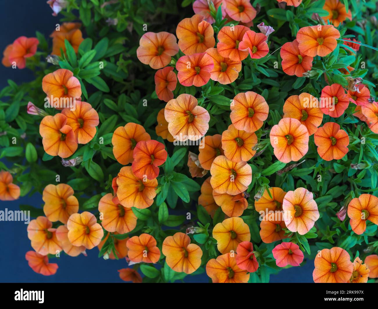 Beautical Cinnamon, a cross between calibrachoe and petunia, rich ...