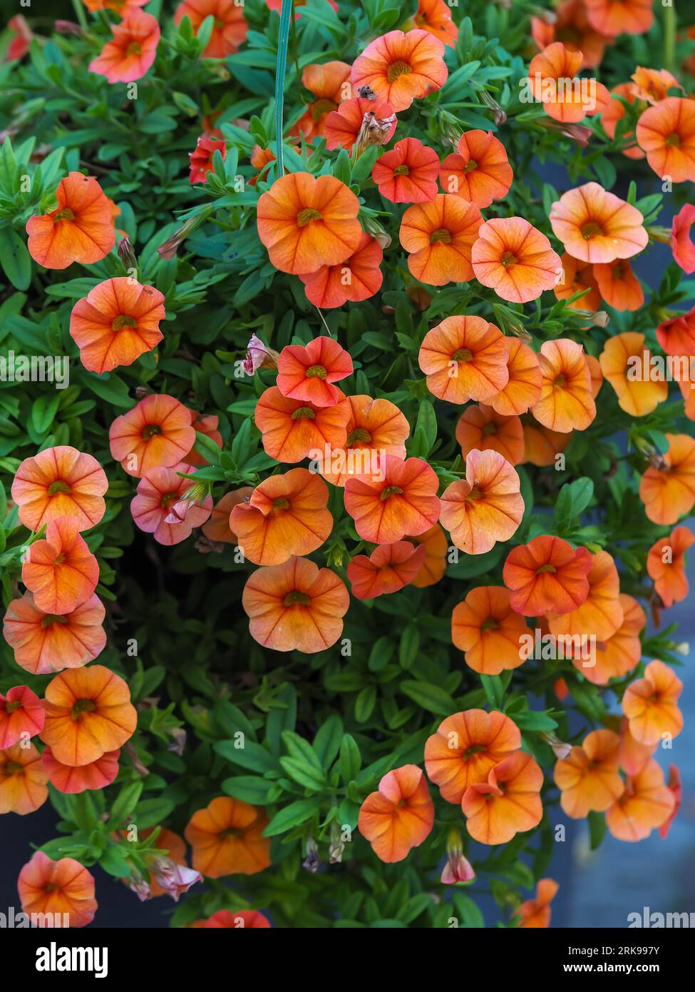 Beautical Cinnamon, a cross between calibrachoe and petunia, rich ...