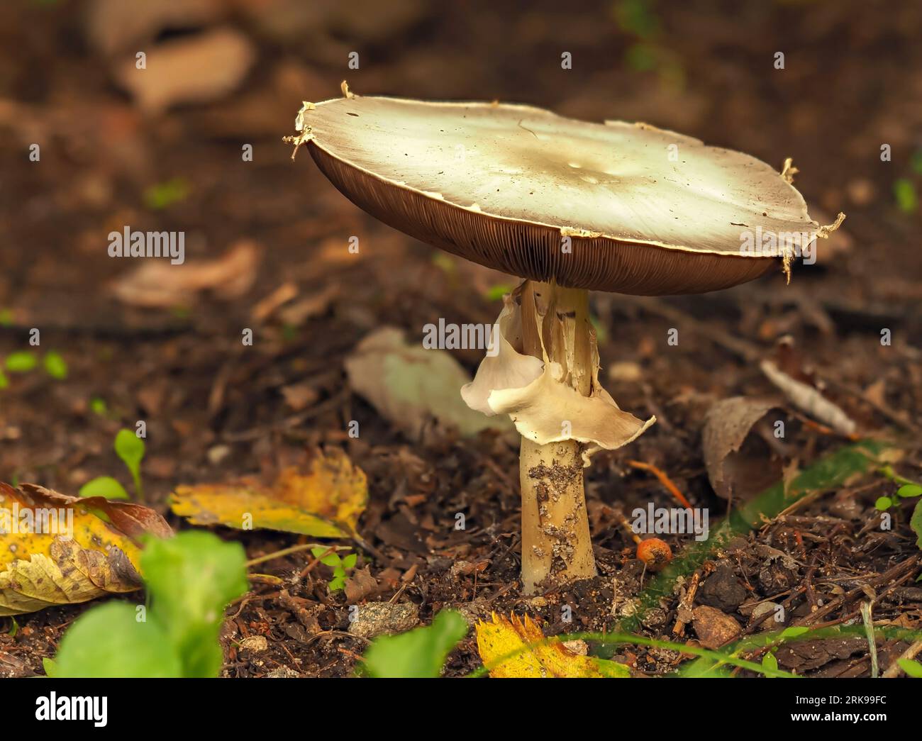 Tuberous mushroom in natural habitat, Agaricus silvicola, edible ...