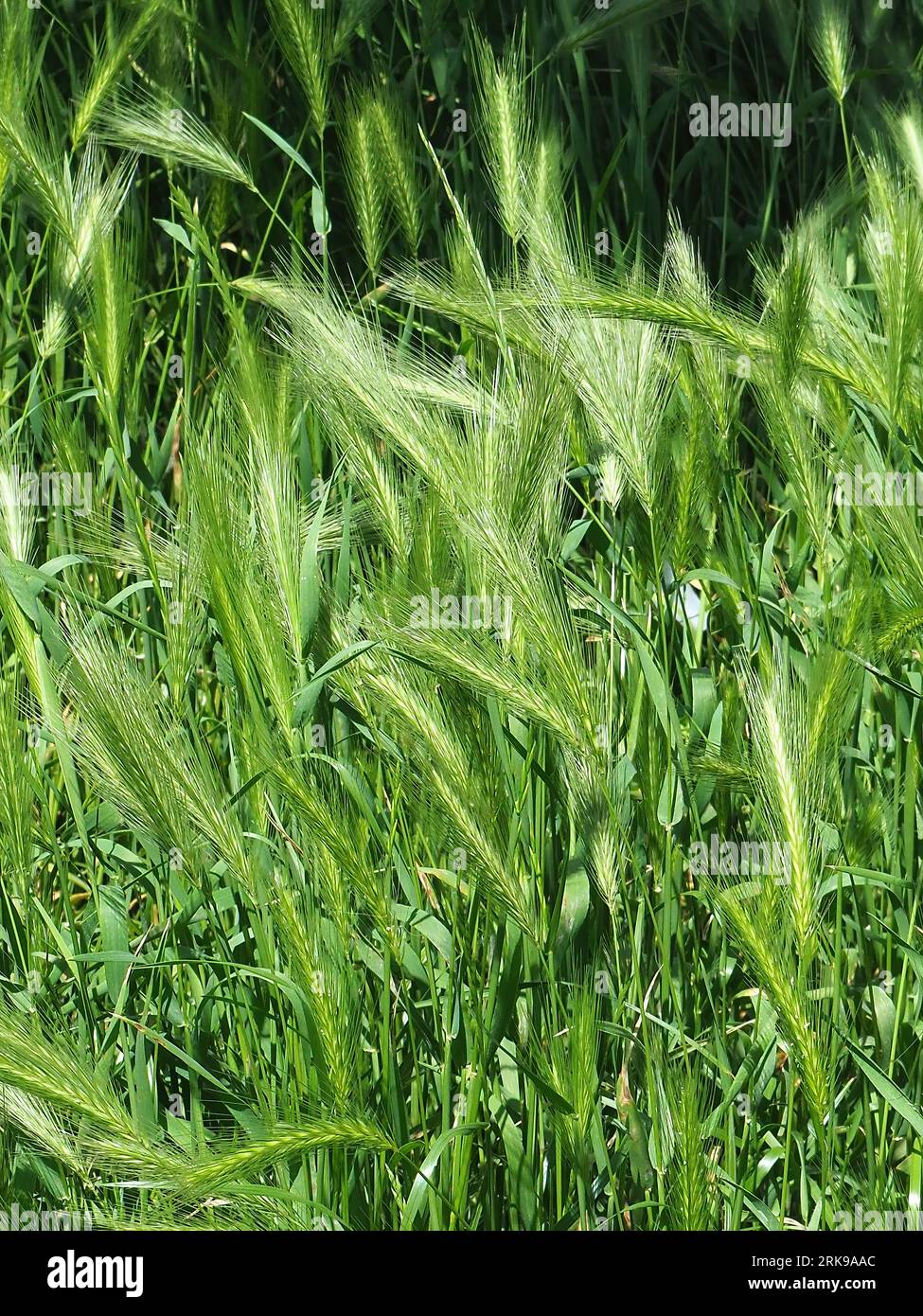 False barley hi-res stock photography and images - Alamy