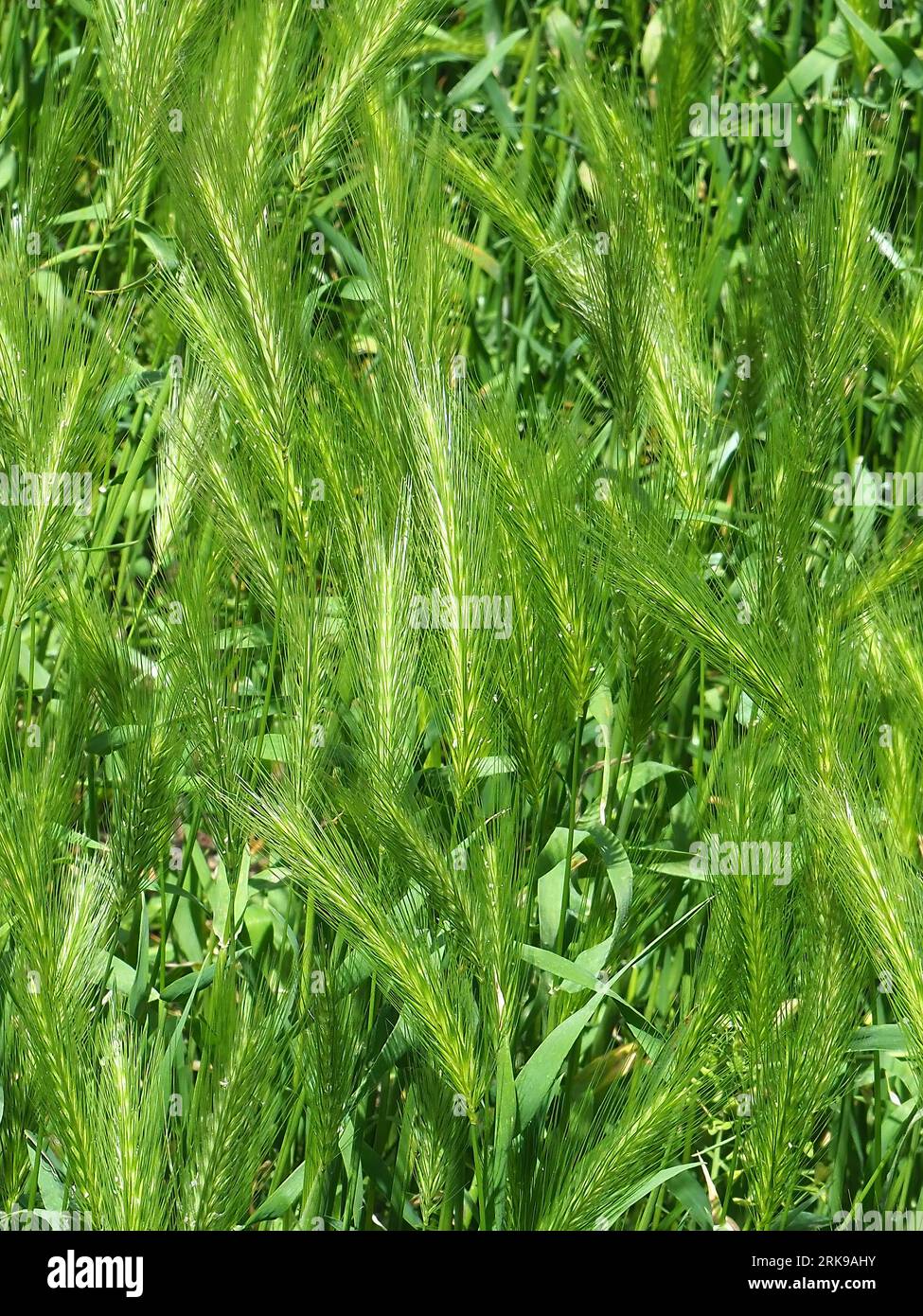 False barley hordeum murinum hi-res stock photography and images - Alamy