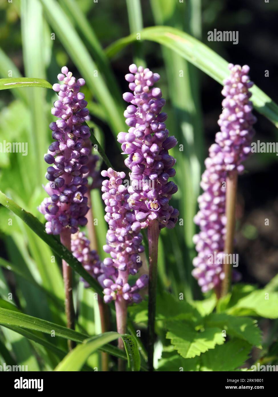 big blue lilyturf, lilyturf, border grass, Liriope muscari, gyöngyikés ...