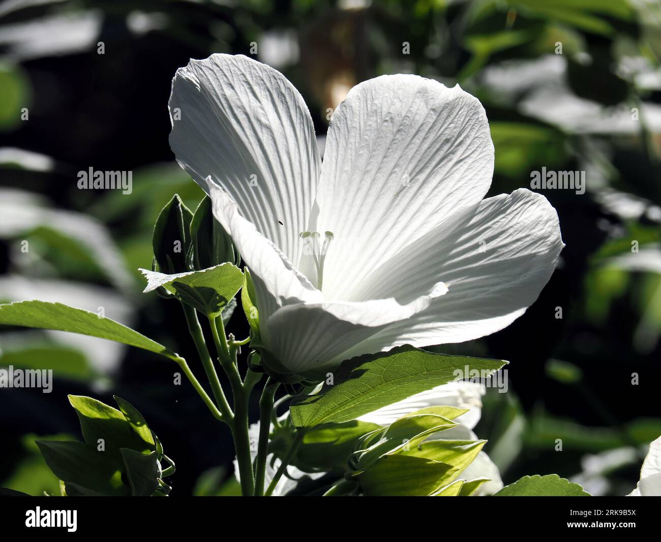 rose mallow, swamp rose-mallow, crimsoneyed rosemallow, eastern ...