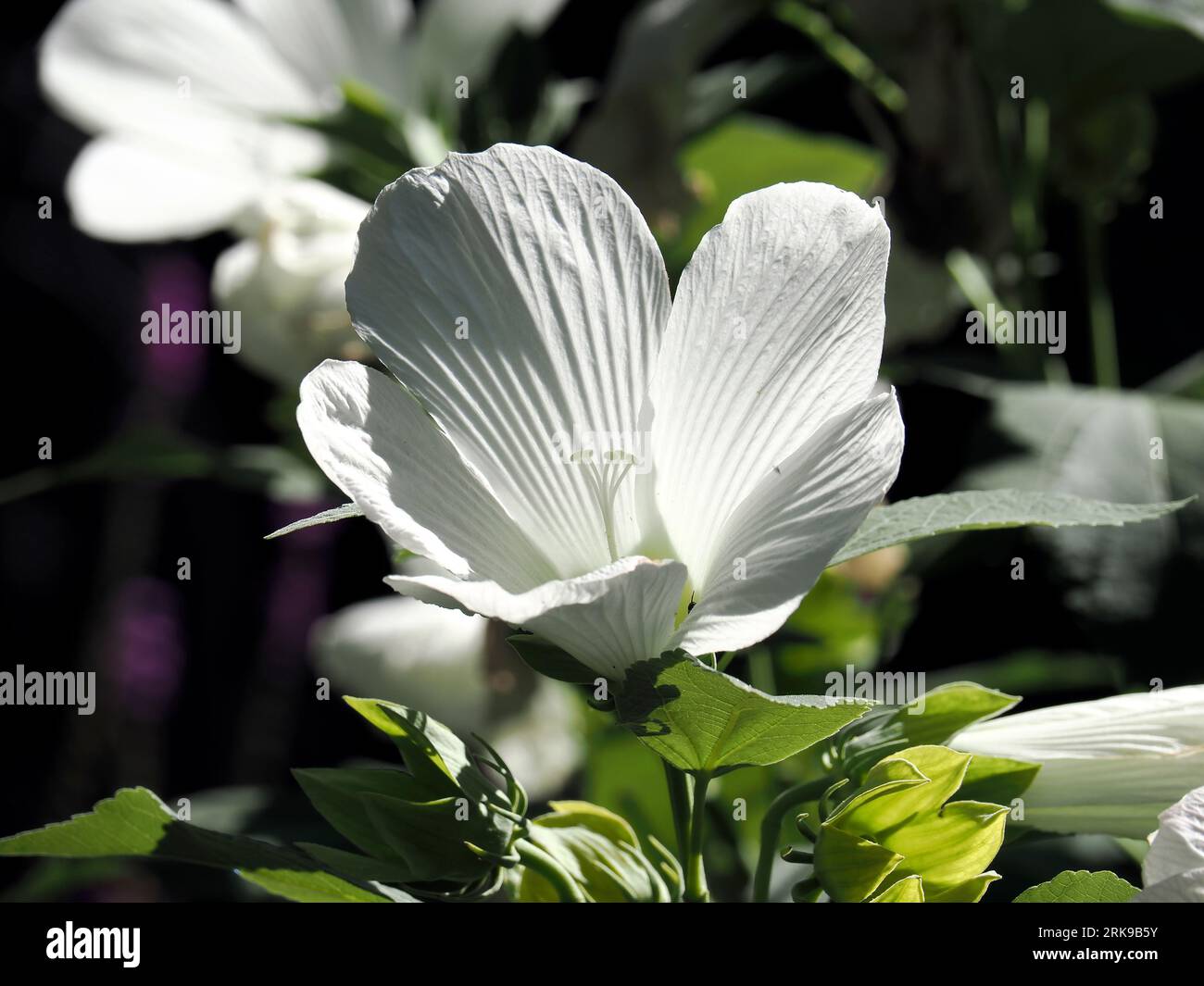 rose mallow, swamp rose-mallow, crimsoneyed rosemallow, eastern ...
