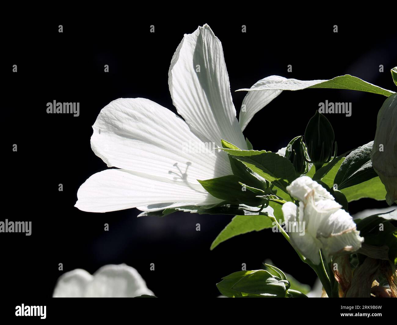 rose mallow, swamp rose-mallow, crimsoneyed rosemallow, eastern ...