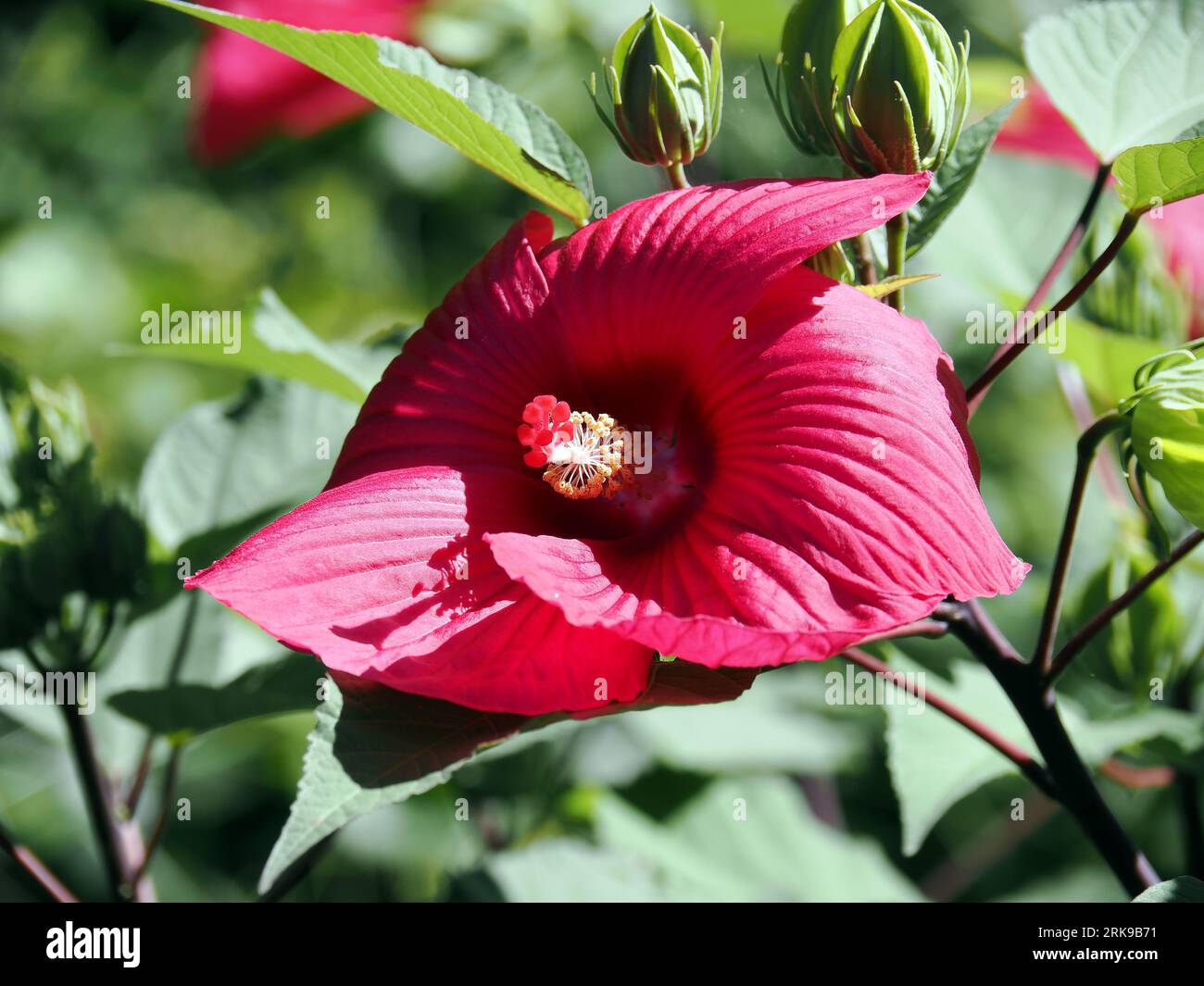 rose mallow, swamp rose-mallow, crimsoneyed rosemallow, eastern ...