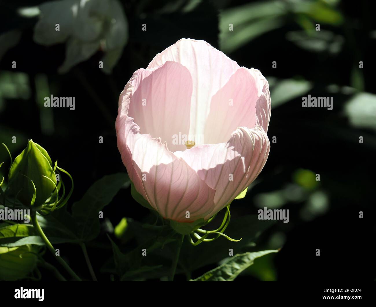 rose mallow, swamp rose-mallow, crimsoneyed rosemallow, eastern ...