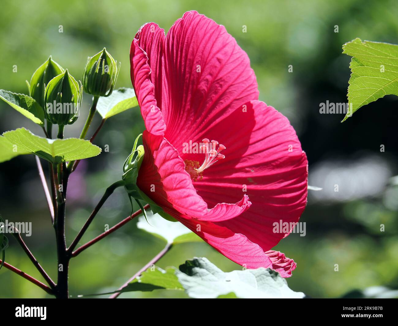 rose mallow, swamp rose-mallow, crimsoneyed rosemallow, eastern ...