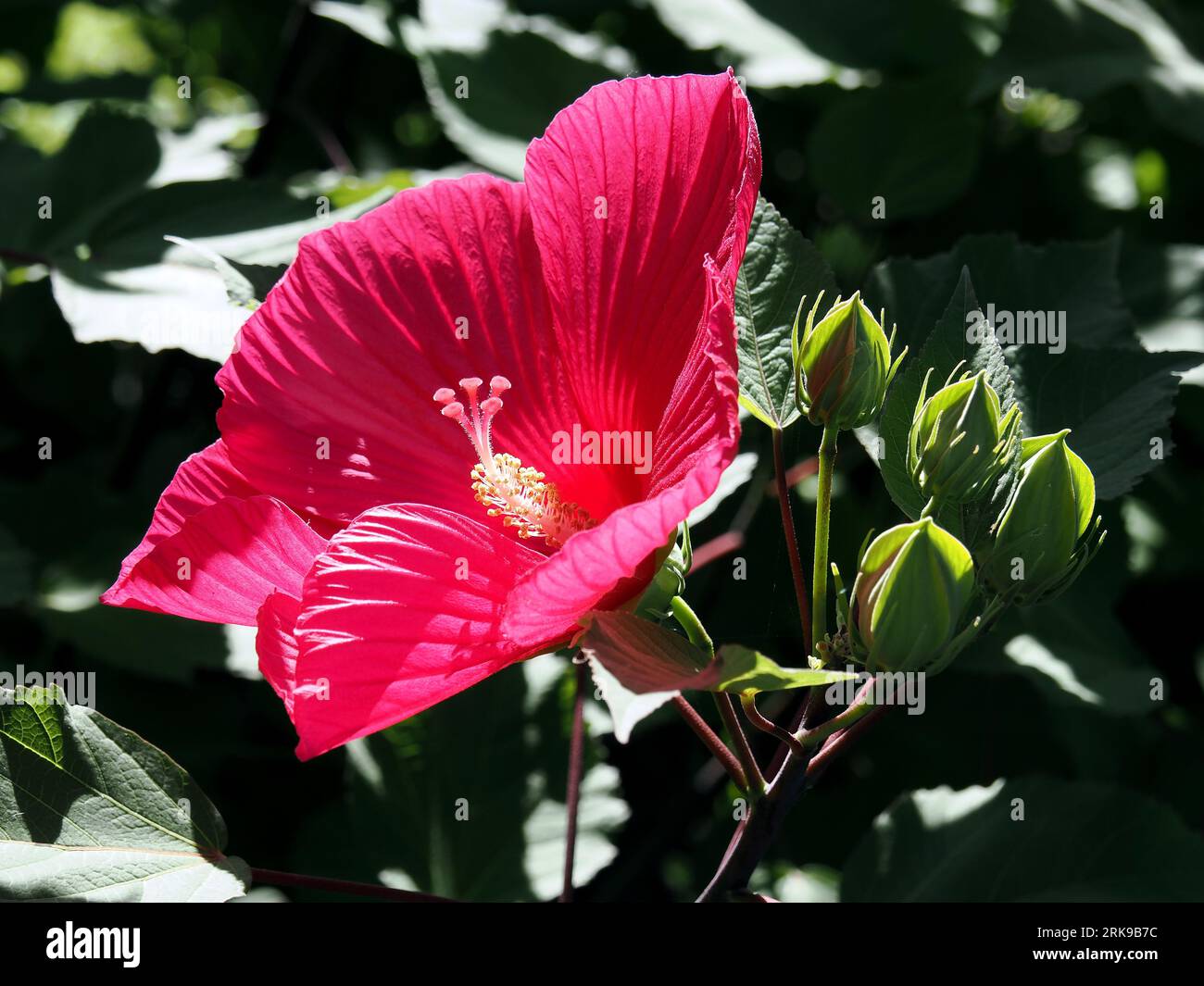 Orias hibiszkusz hi-res stock photography and images - Alamy