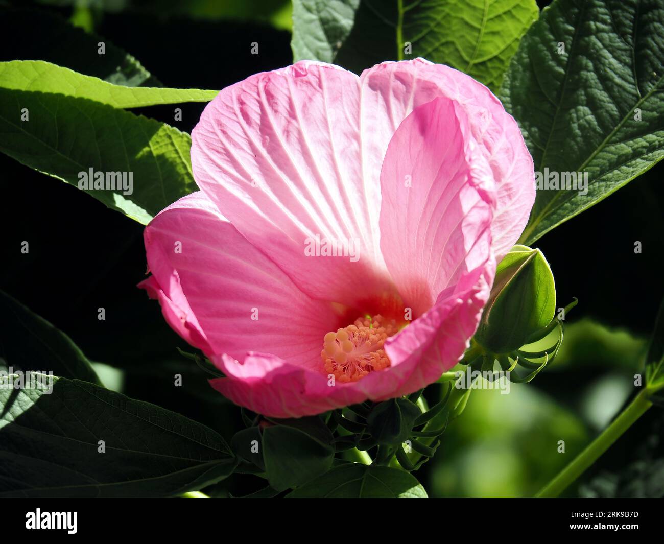 rose mallow, swamp rose-mallow, crimsoneyed rosemallow, eastern ...
