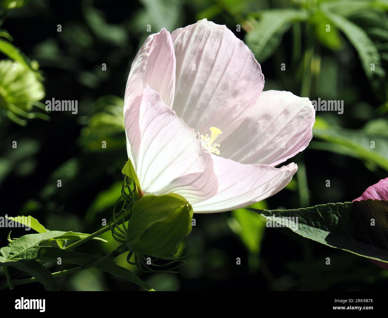 rose mallow, swamp rose-mallow, crimsoneyed rosemallow, eastern ...