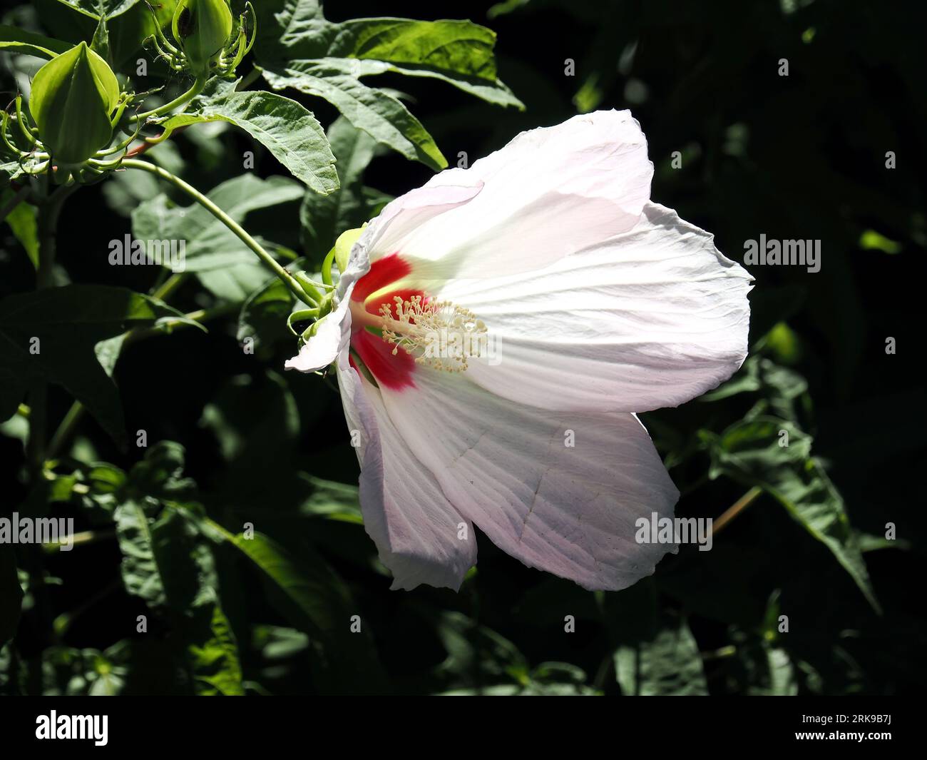 Orias hibiszkusz hi-res stock photography and images - Alamy