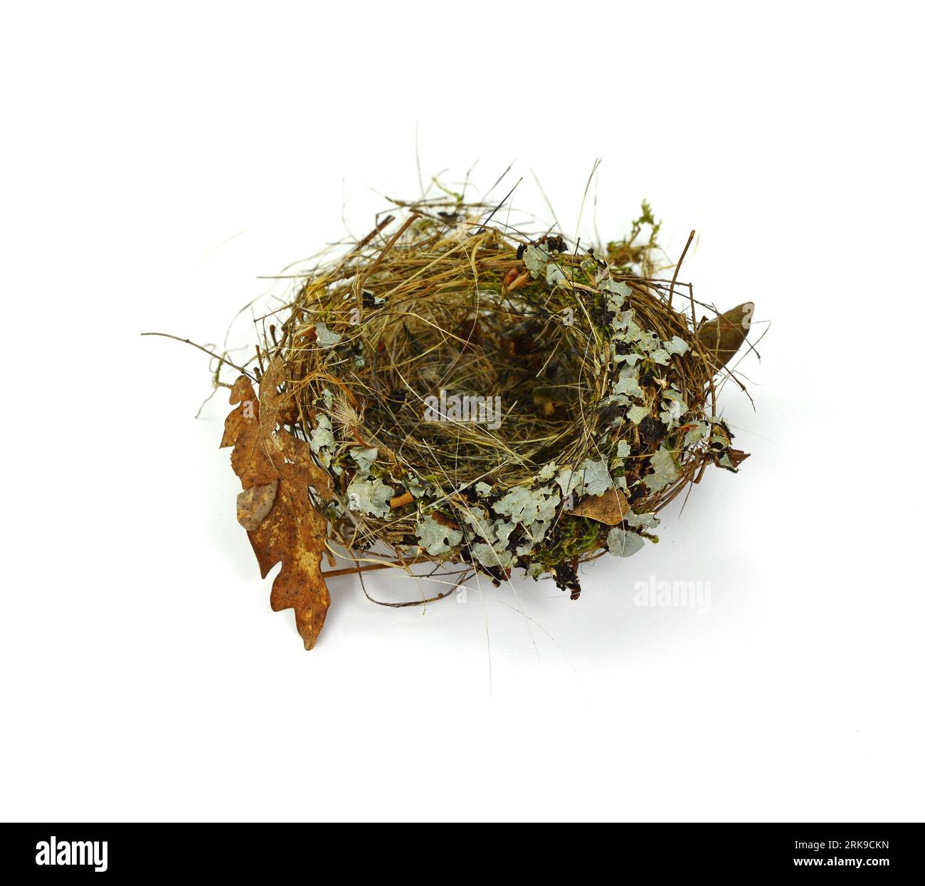 Top view of empty bird nest isolated on white Stock Photo - Alamy