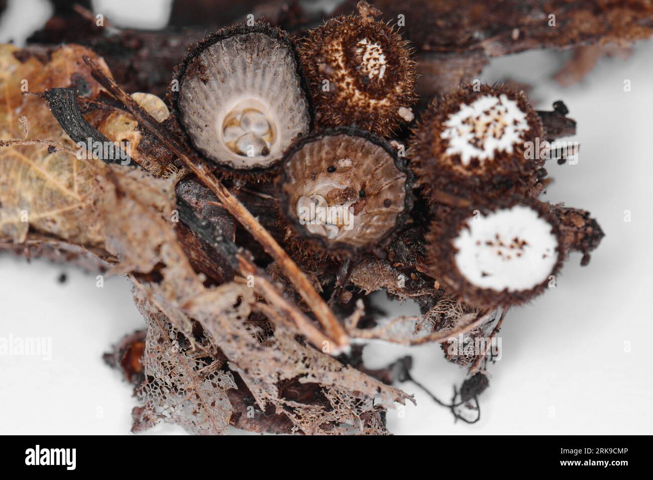 Fluted bird's nest fungus, Cyathus striatus, strange mushroom. Detail ...
