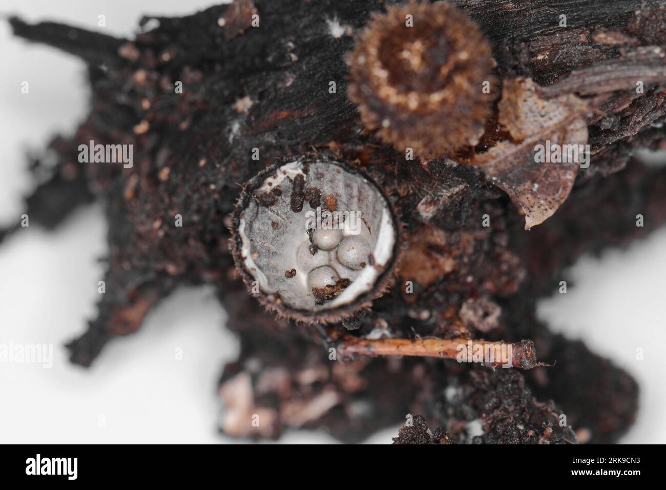 Fluted bird's nest fungus, Cyathus striatus, strange mushroom. Detail ...