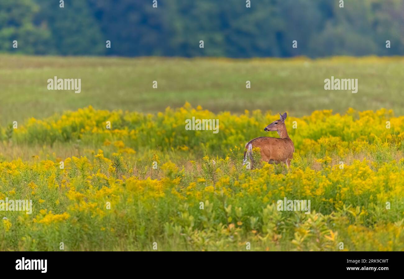 White-tailed doe standing in a field of goldenrod in northern Wisconsin ...