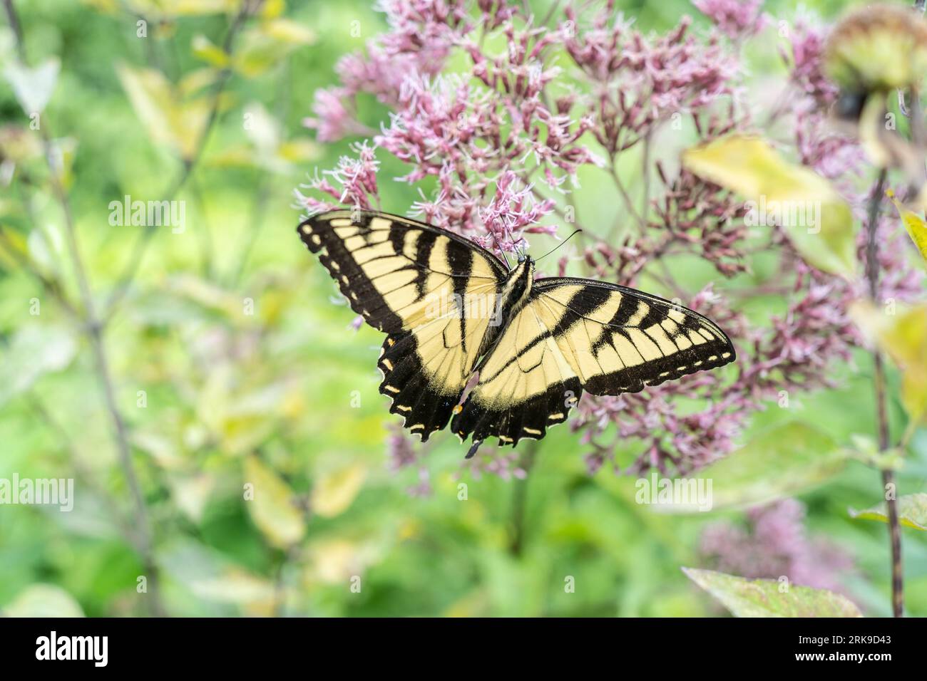 Eastern Tiger Swallowtail (Papilio glaucus) native wild flower in ...