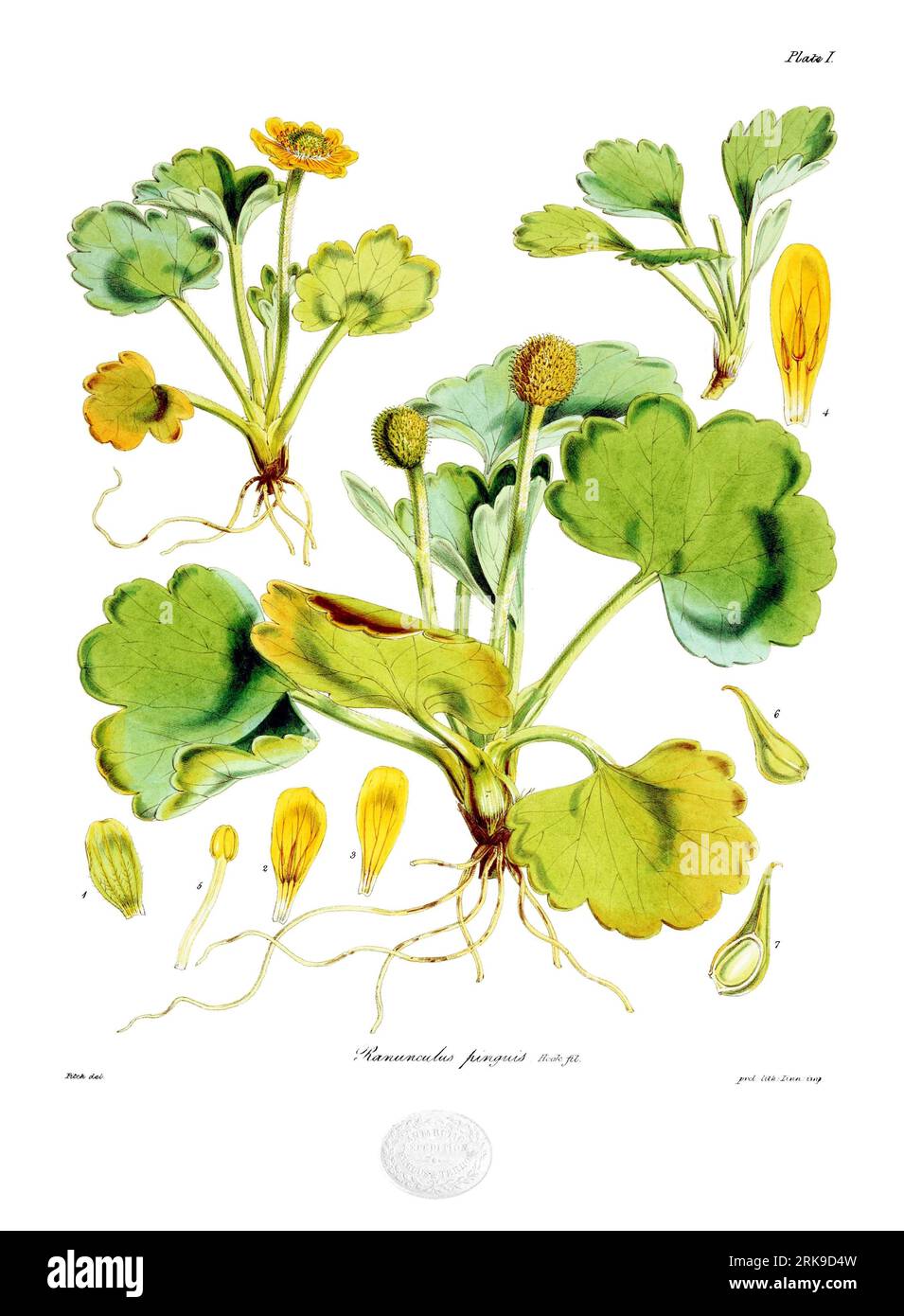 Ranunculus pinguis hi-res stock photography and images - Alamy