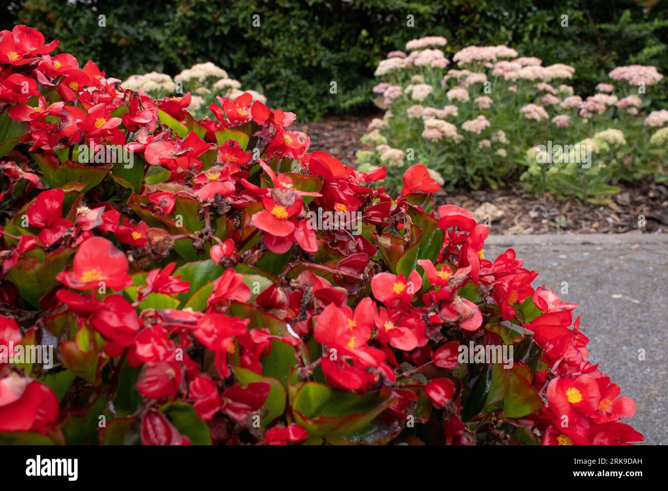 Red begonia flowers blooming in a botanical garden in spring Stock ...