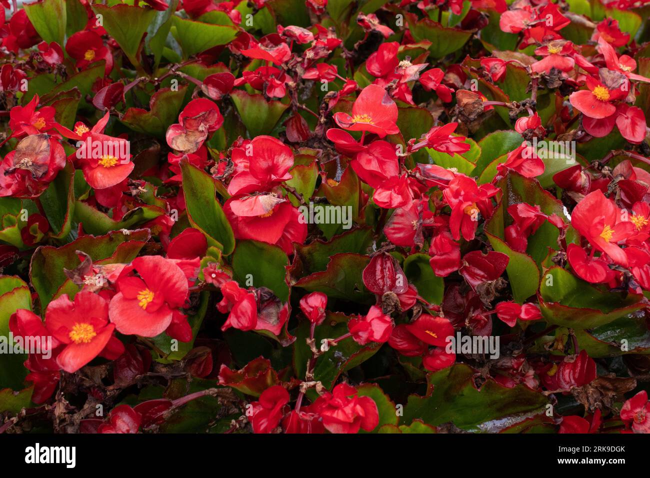 Botanicalbliss hi-res stock photography and images - Alamy