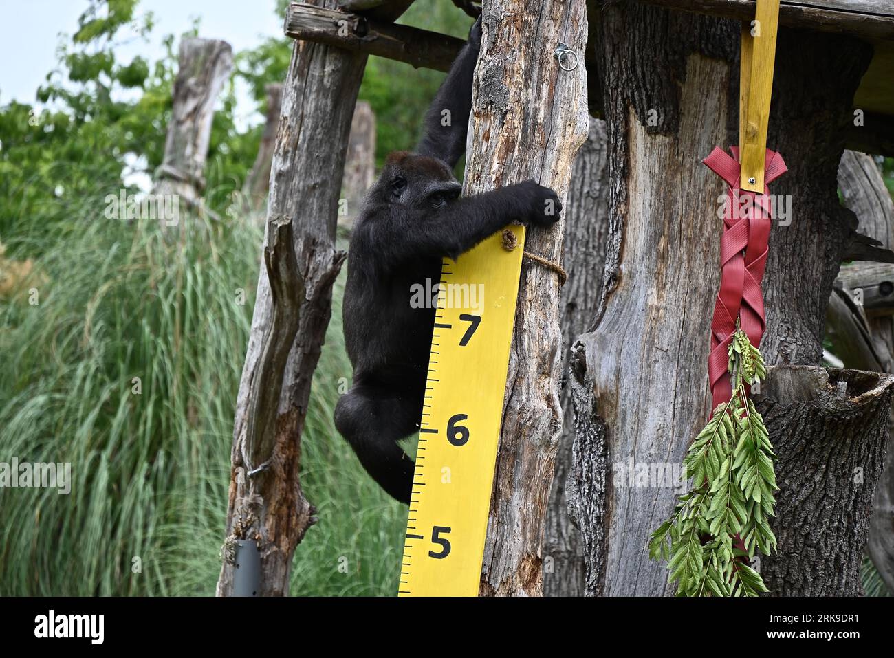 Zookeepers at the conservation zoos spend hours throughout the year ...