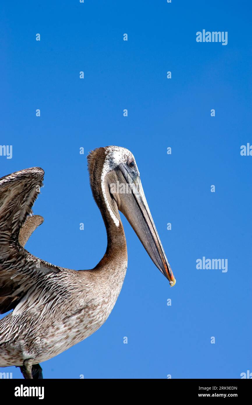 Close-up view of a Pelican on a pier in Southern California, USA Stock ...