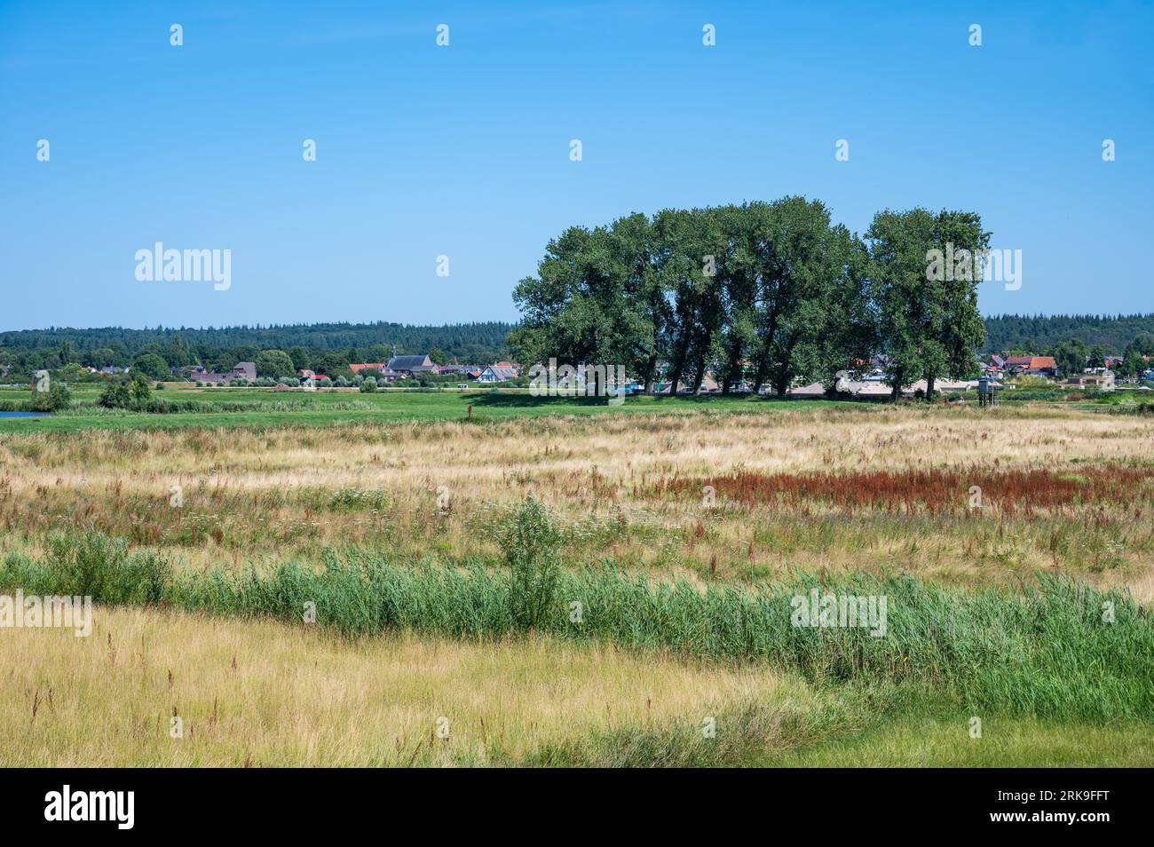 Colorful heather and trees at the Dutch countryside around Ingen ...