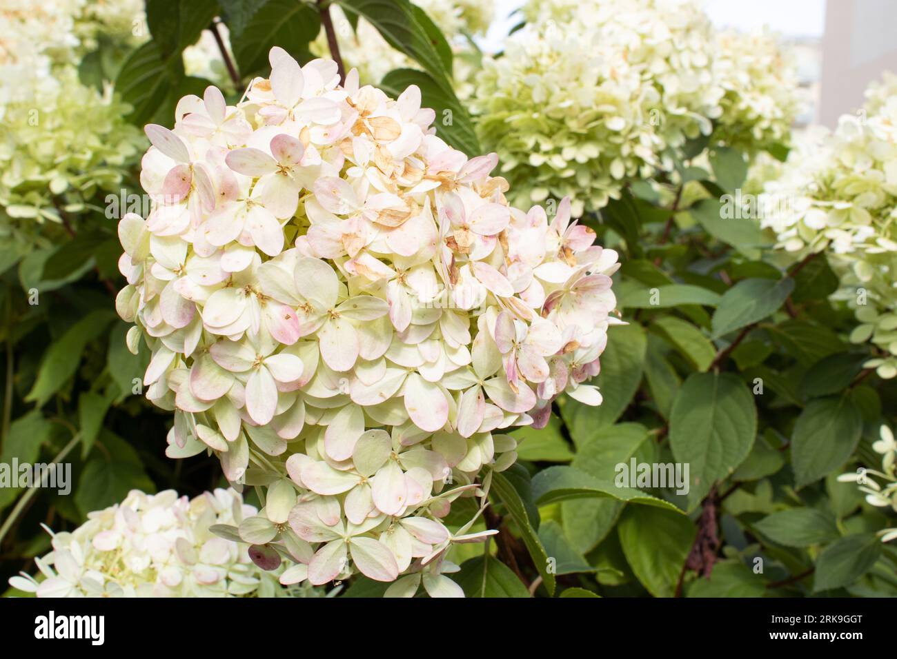 Naturesculpture hi-res stock photography and images - Alamy