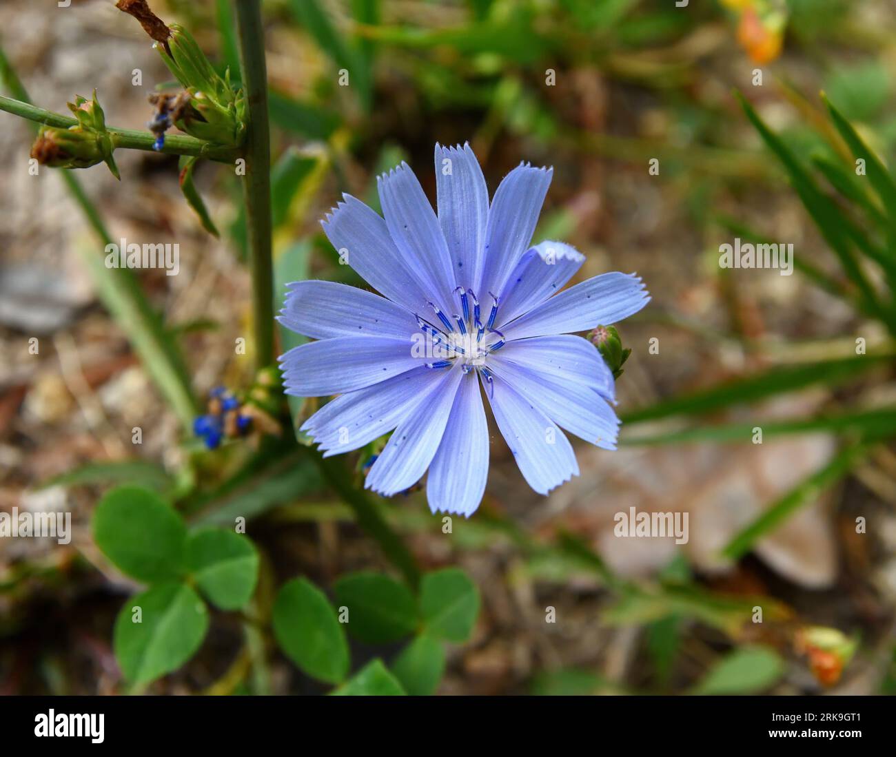 Beautiful chicory flower on an unfocused field background Stock Photo ...