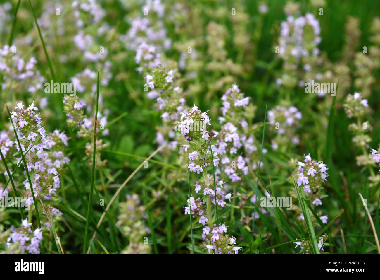Faustini growing hi-res stock photography and images - Alamy