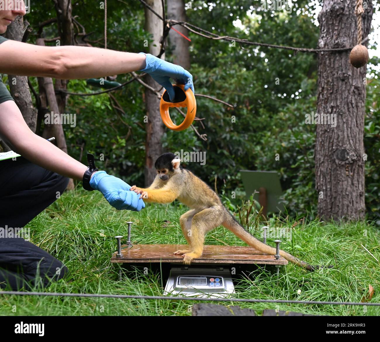 Zookeepers at the conservation zoos spend hours throughout the year ...