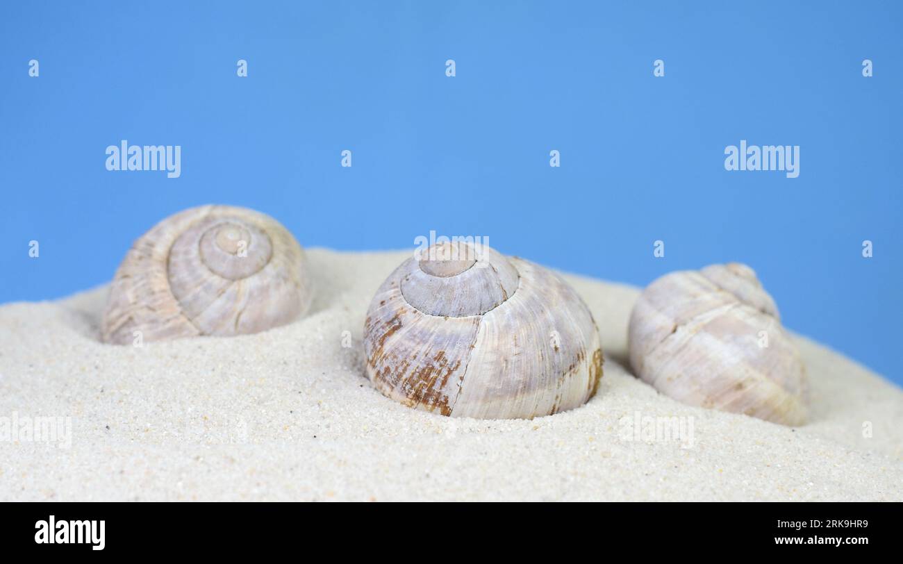 A shells in the sand at the beach. Snail shell. Shells background Stock ...