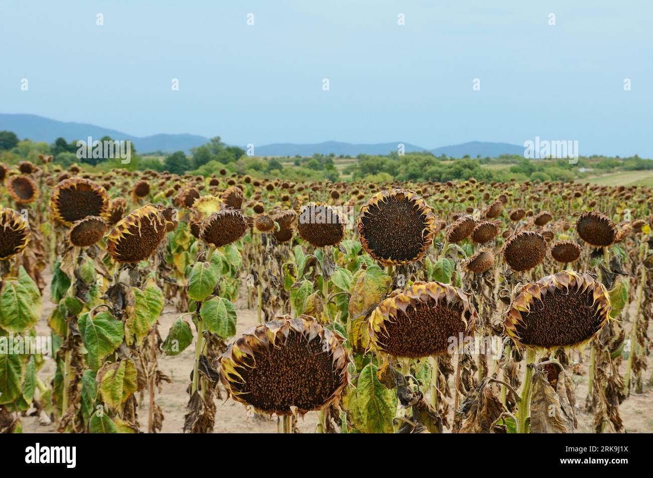 Sunflower harvest season. Dry ripe sunflower field Stock Photo - Alamy