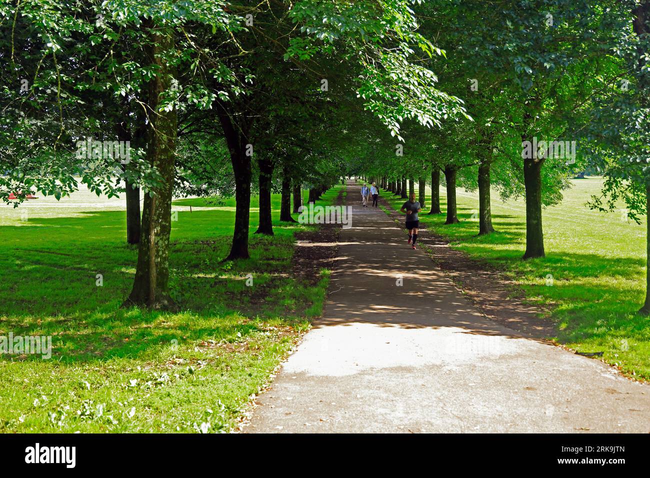 Tree lined path through Llandaff Fields, Cardiff looking towards ...