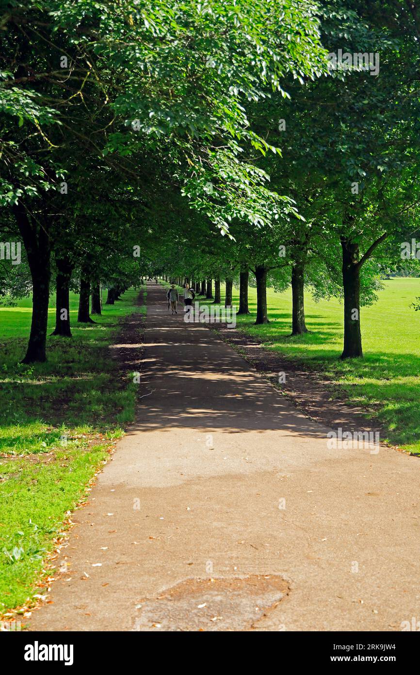 Tree lined path through Llandaff Fields, Cardiff looking towards ...