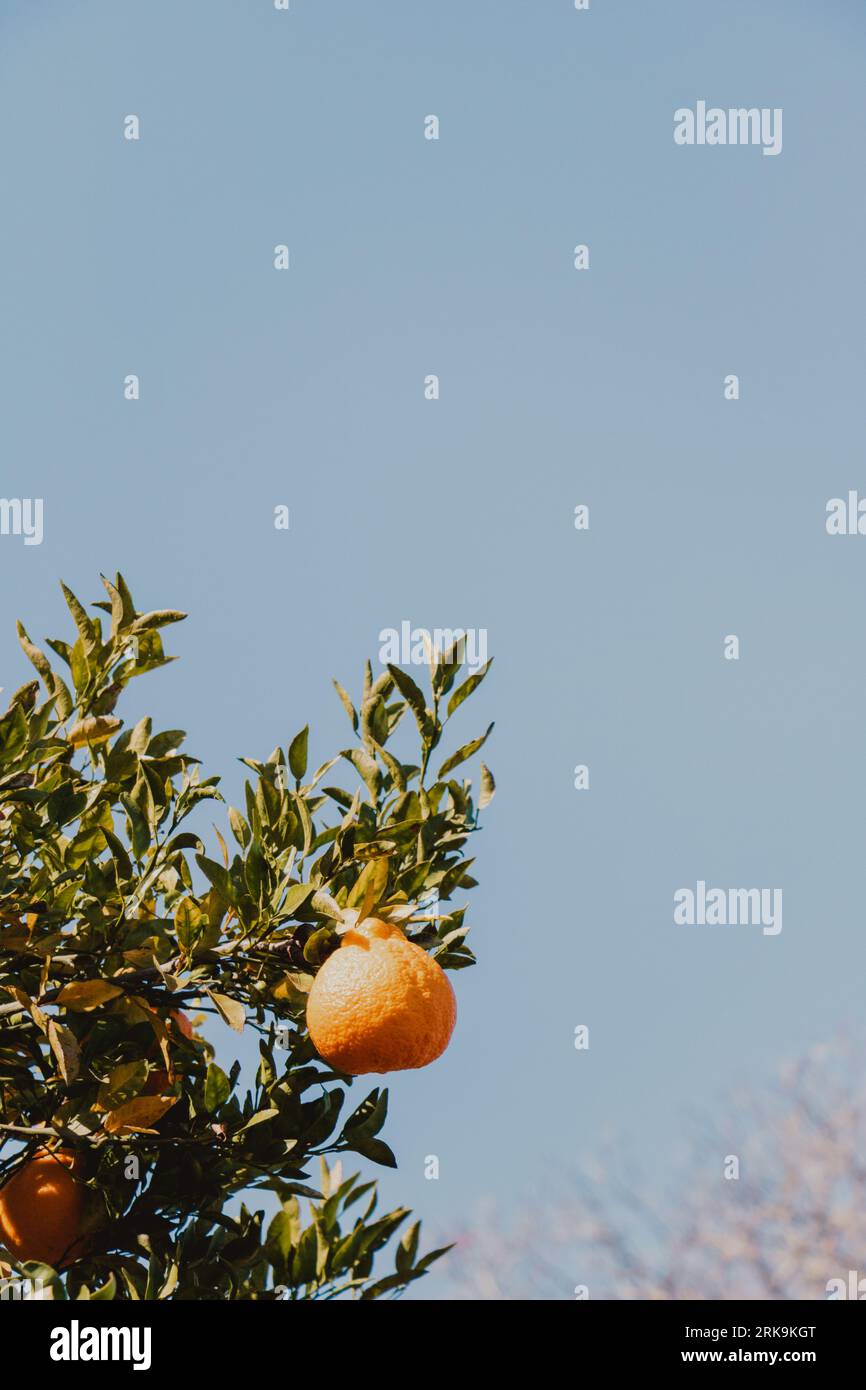 Orange tree plantation orchard oranges hi-res stock photography and ...