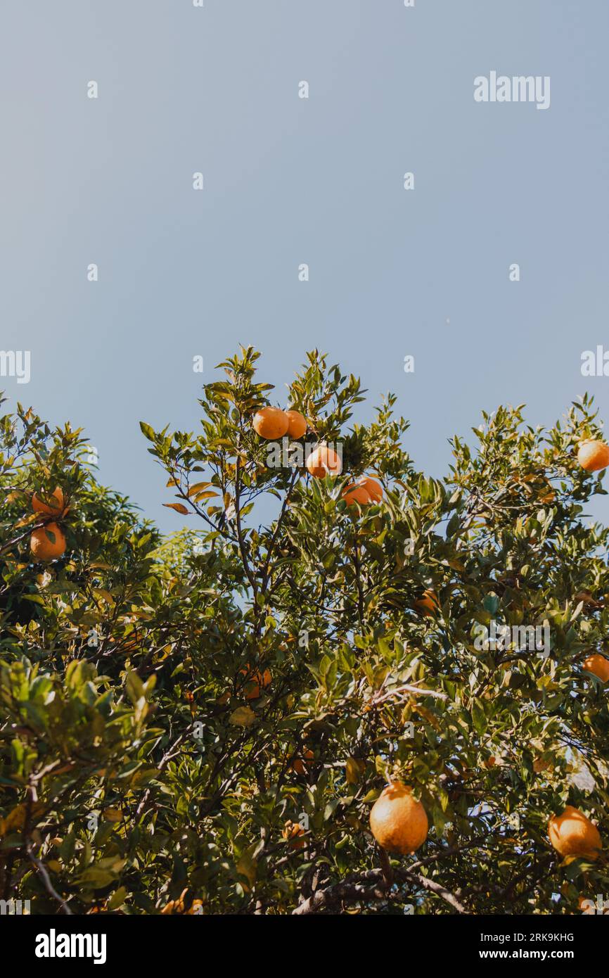Orange tree tropical fruits hi-res stock photography and images - Alamy Orange tree tropical fruits hi-res stock photography and images - Alamy