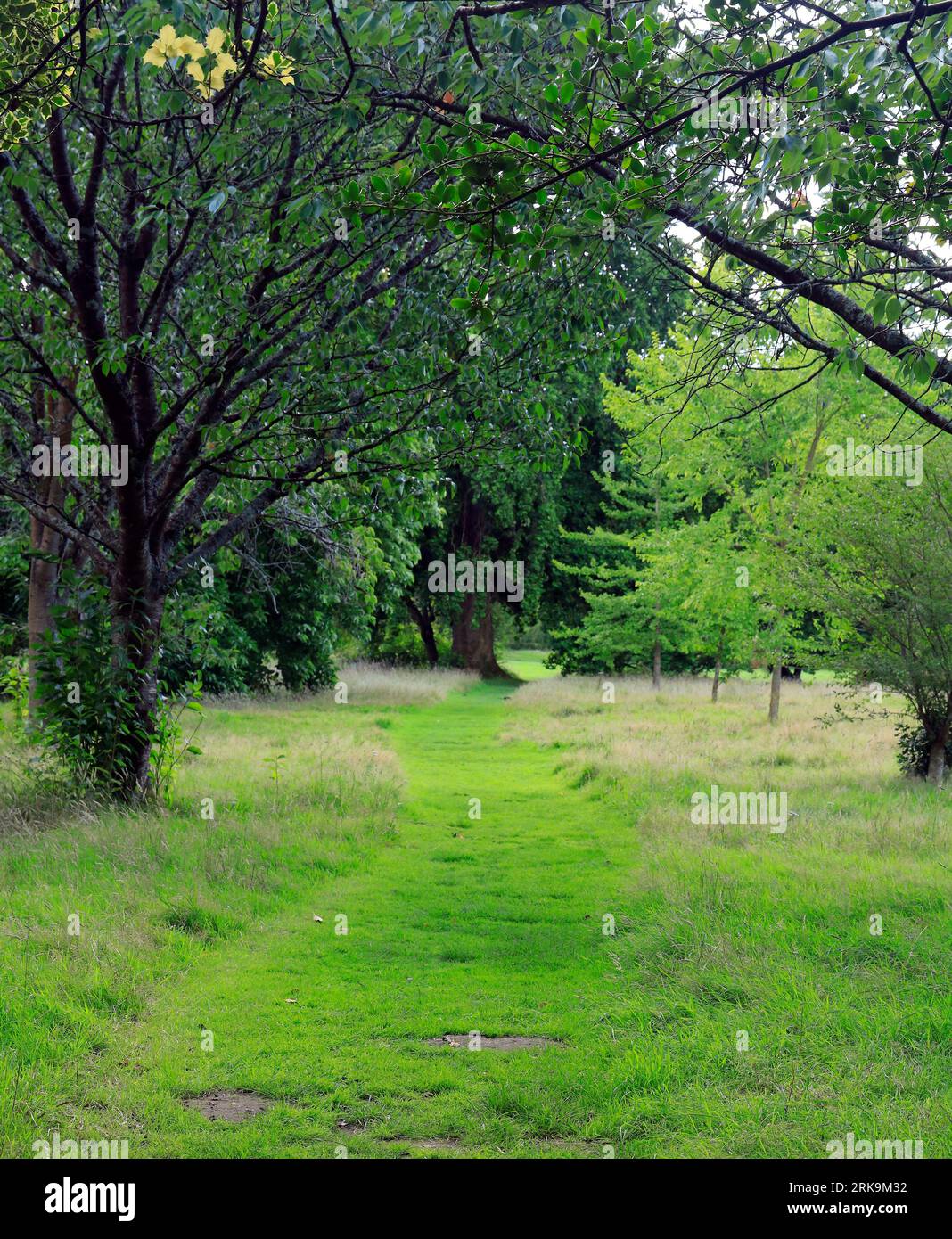 Winding path between trees in Bute Park, Cardiff. Taken August 2023 ...
