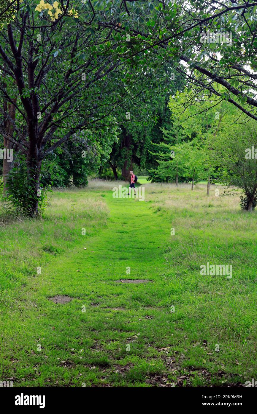 Winding path between trees in Bute Park, Cardiff. Taken August 2023 Stock Photo - Alamy