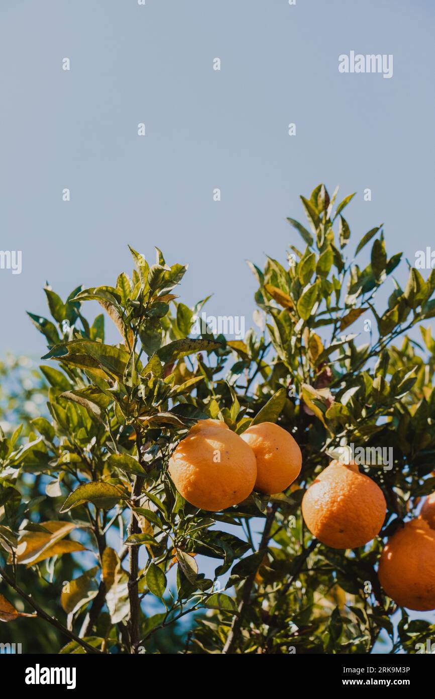 Citrus plantation hi-res stock photography and images - Alamy