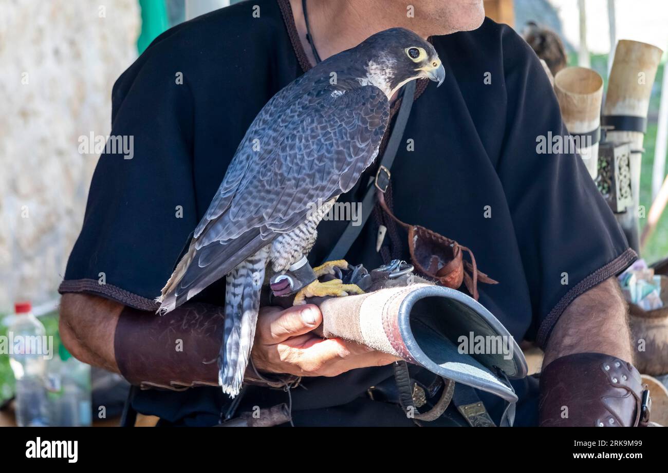 Falcon stands hi-res stock photography and images - Alamy