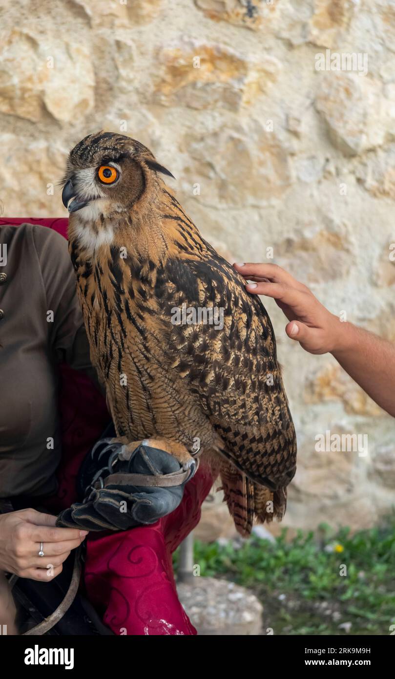 Big owl stands on hand Stock Photo - Alamy